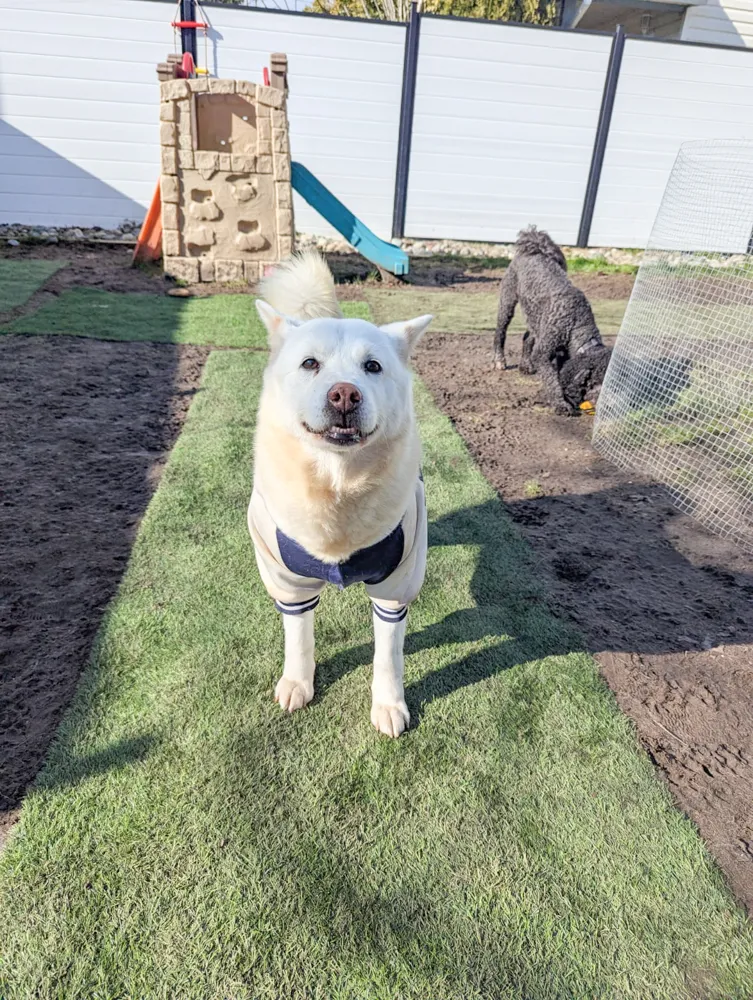 Areum Loving Goofball Rescued From Dog Meat Farm
