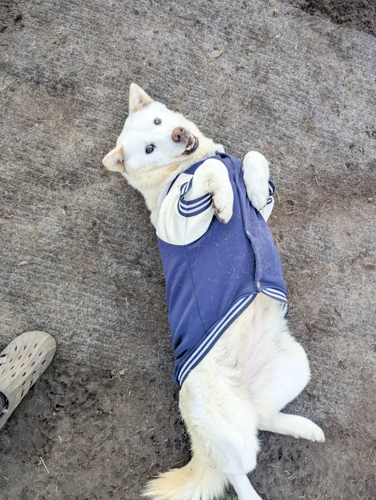 Areum Loving Goofball Rescued From Dog Meat Farm
