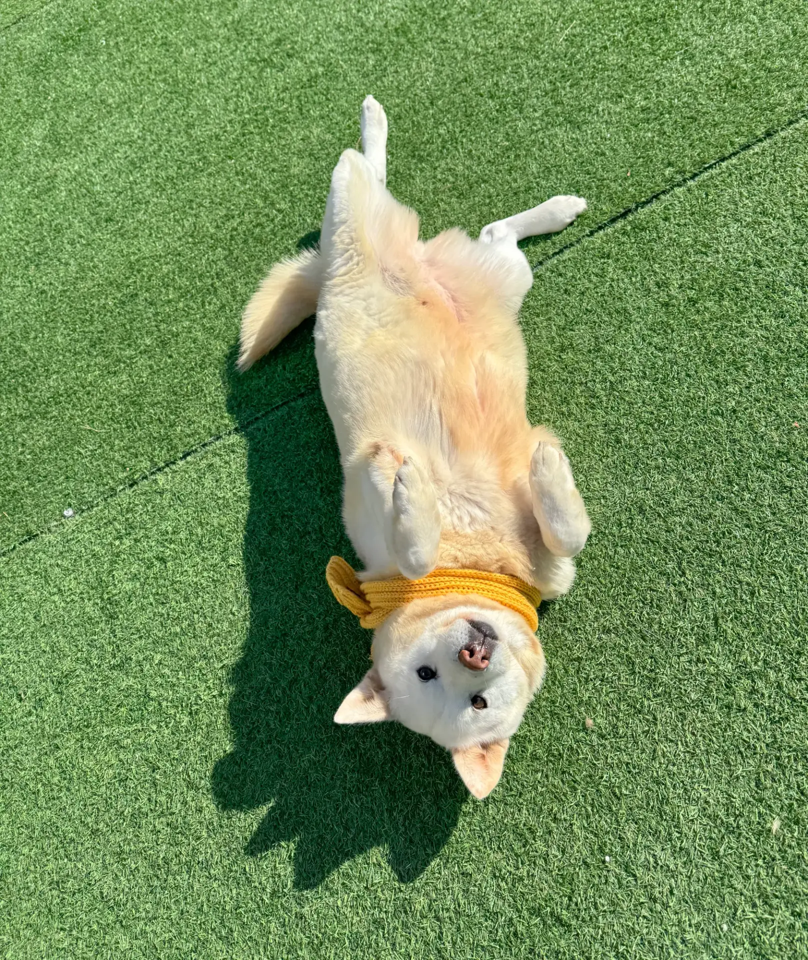Areum Loving Goofball Rescued From Dog Meat Farm