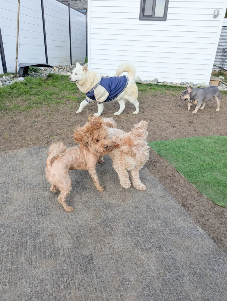 Areum Loving Goofball Rescued From Dog Meat Farm