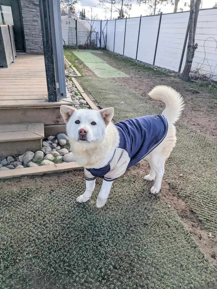 Areum Loving Goofball Rescued From Dog Meat Farm