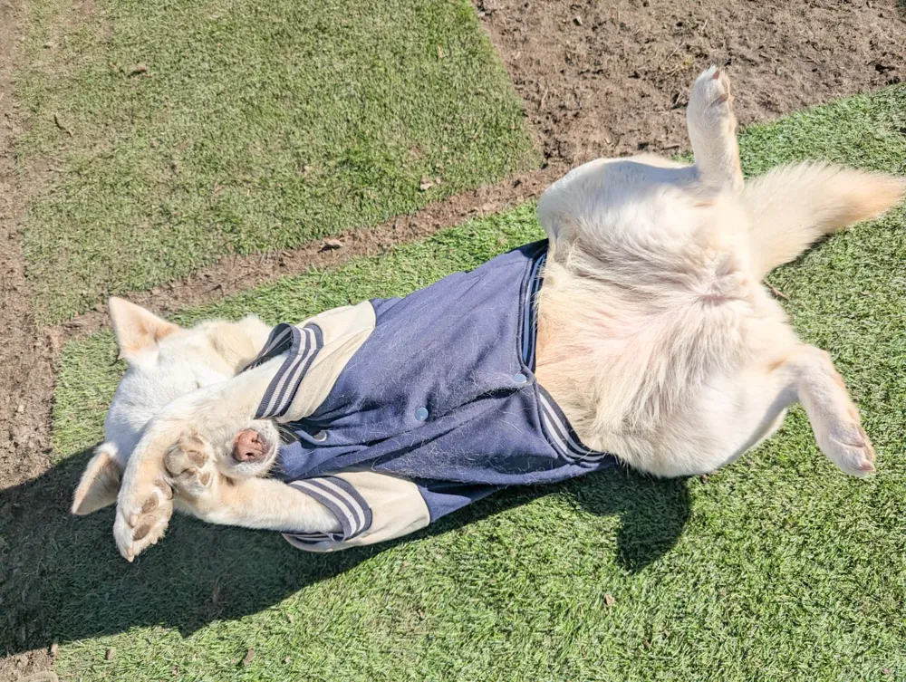 Areum Loving Goofball Rescued From Dog Meat Farm