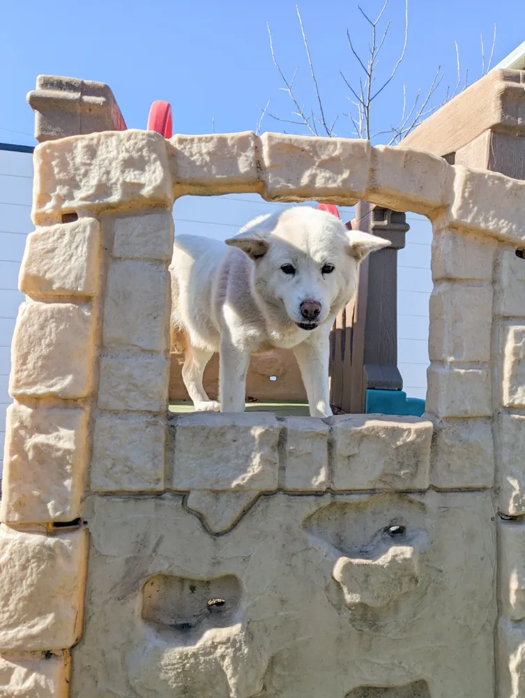 Areum Loving Goofball Rescued From Dog Meat Farm