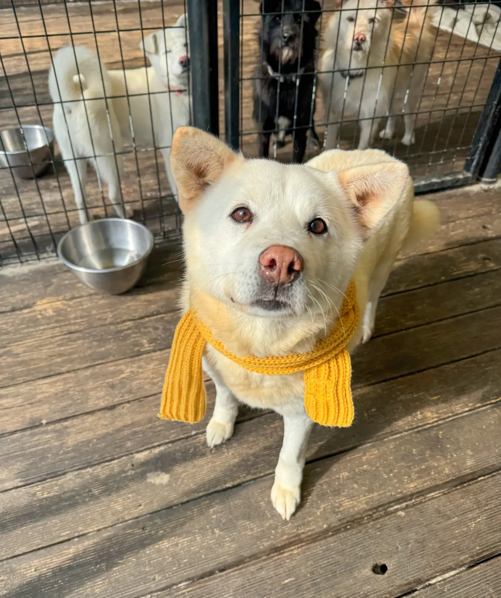 Areum Loving Goofball Rescued From Dog Meat Farm