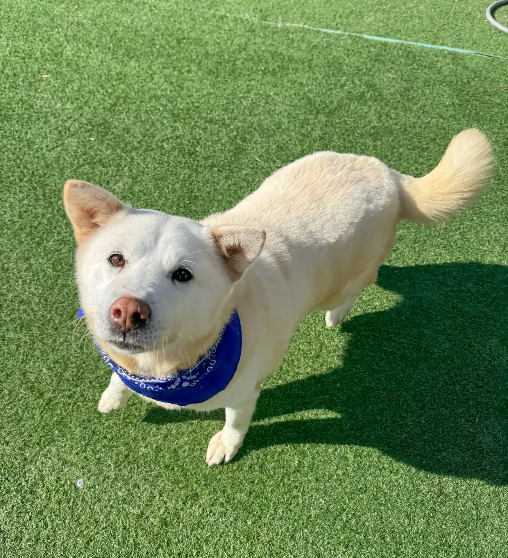 Areum Loving Goofball Rescued From Dog Meat Farm