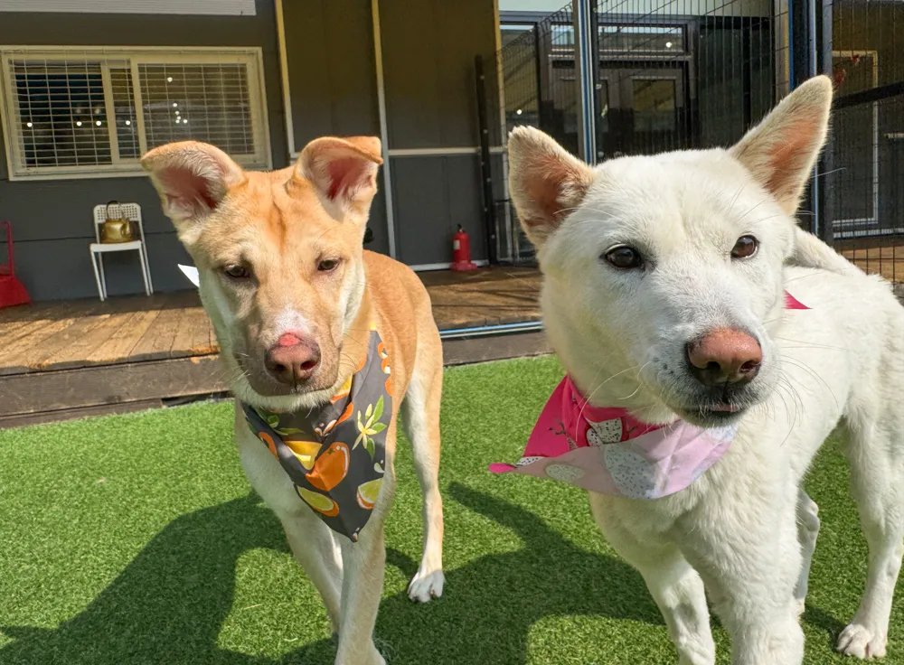 Aro gentle sweet dog ready for her forever home.
