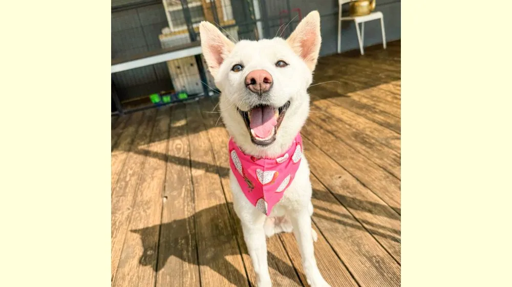 Aro gentle sweet dog ready for her forever home.