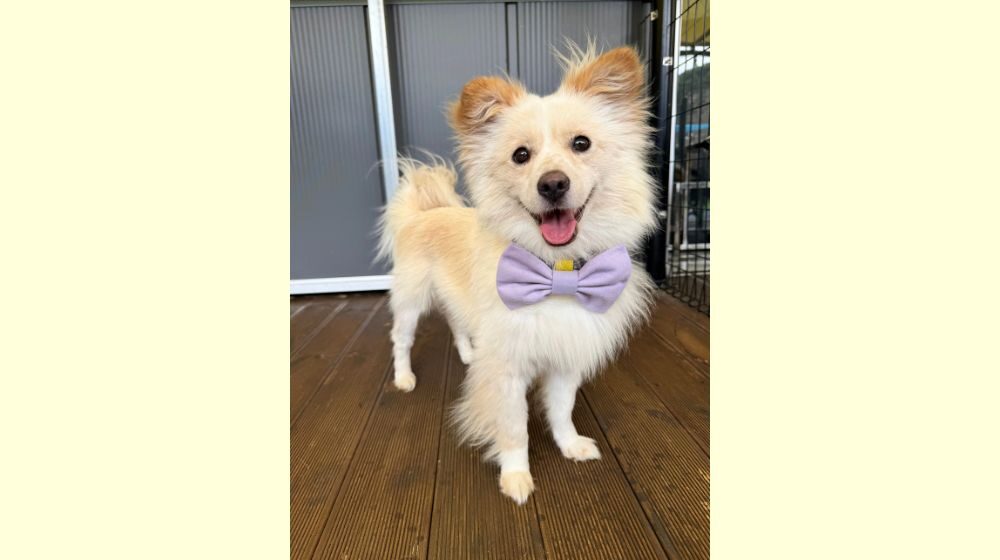 Our Dogs – Free Korean Dogs