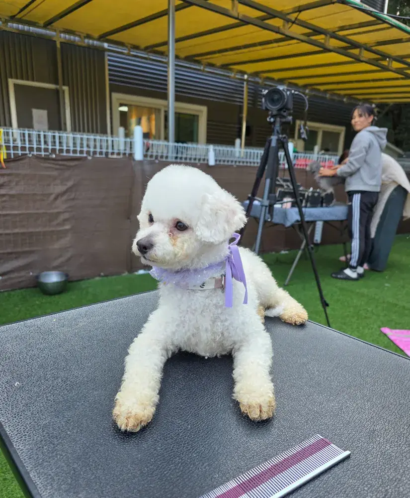 Adopt Cone, Sweet, Gentle, and Friendly Rescue Poodle