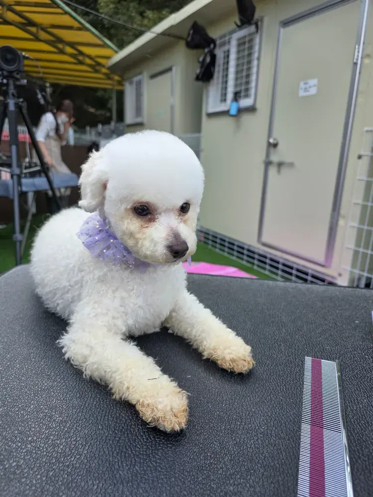 Adopt Cone, Sweet, Gentle, and Friendly Rescue Poodle
