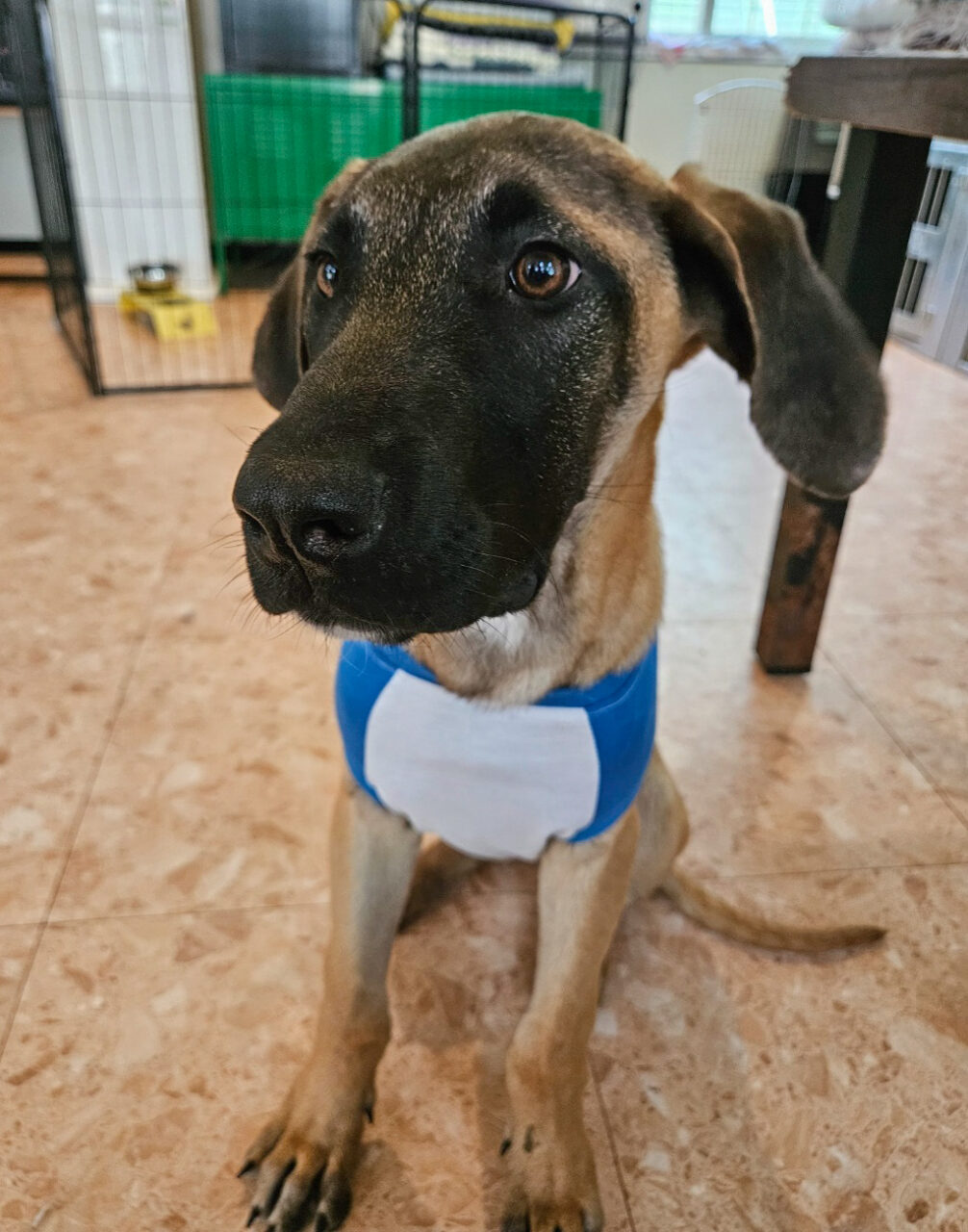 Adopt Daon, an adorable Korean rescue dog