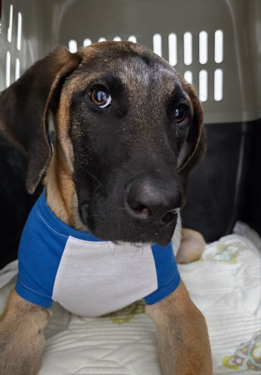 Adopt Daon, an adorable Korean rescue dog