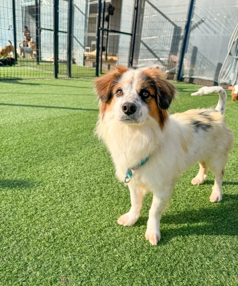 Doroo the Gentle Sweetheart Looking for a Home.