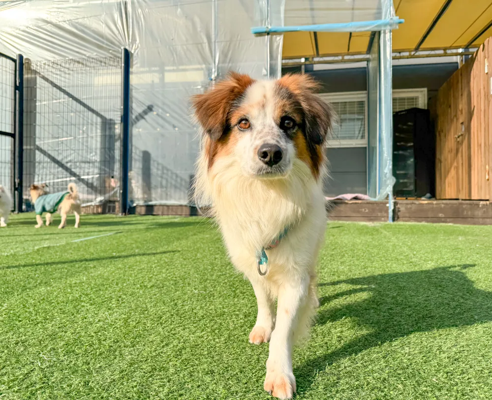 Doroo the Gentle Sweetheart Looking for a Home.