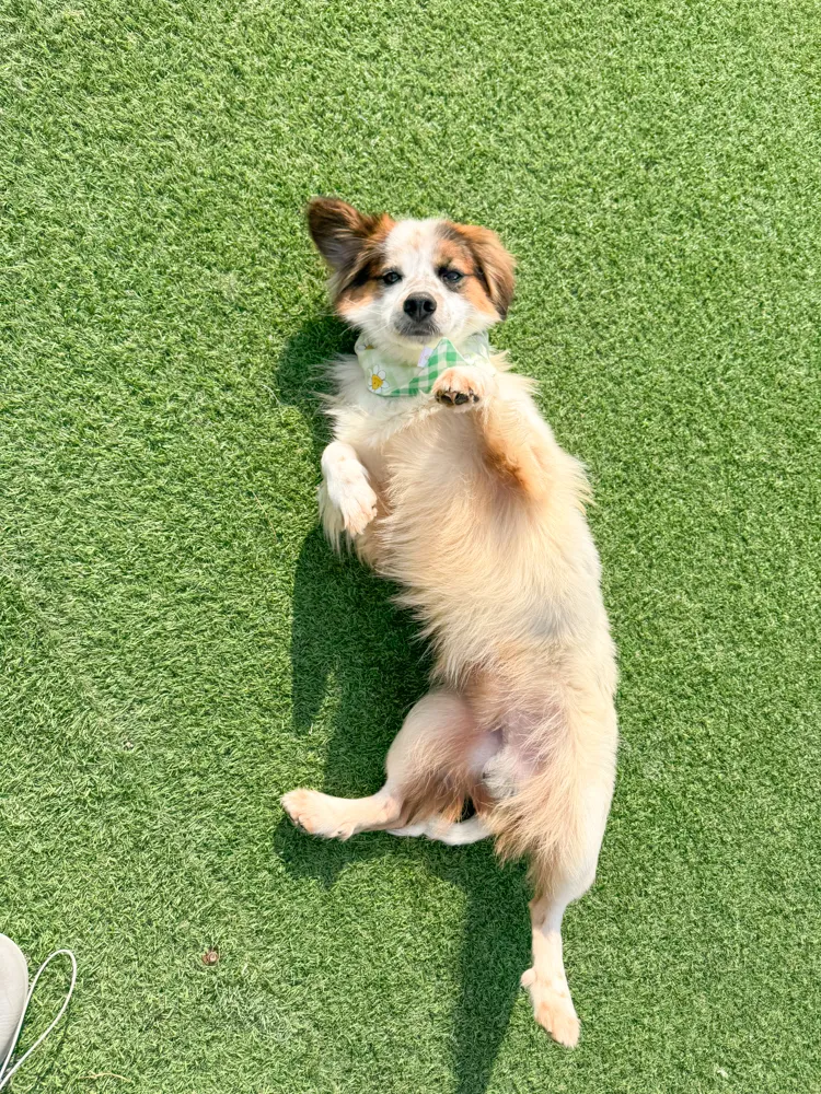 Doroo the Gentle Sweetheart Looking for a Home.