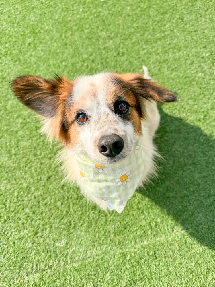 Doroo the Gentle Sweetheart Looking for a Home.