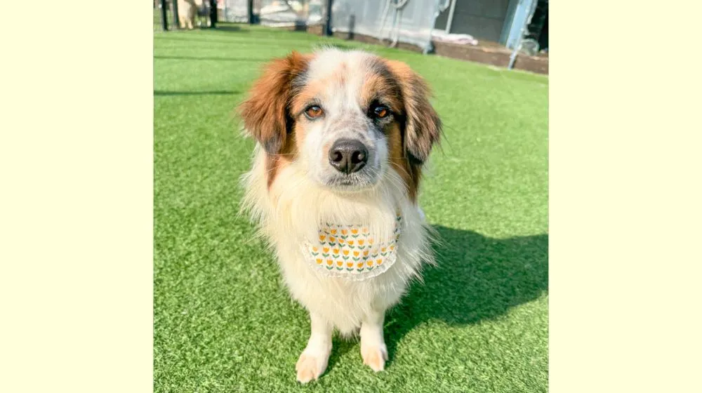 Doroo the Gentle Sweetheart Looking for a Home.