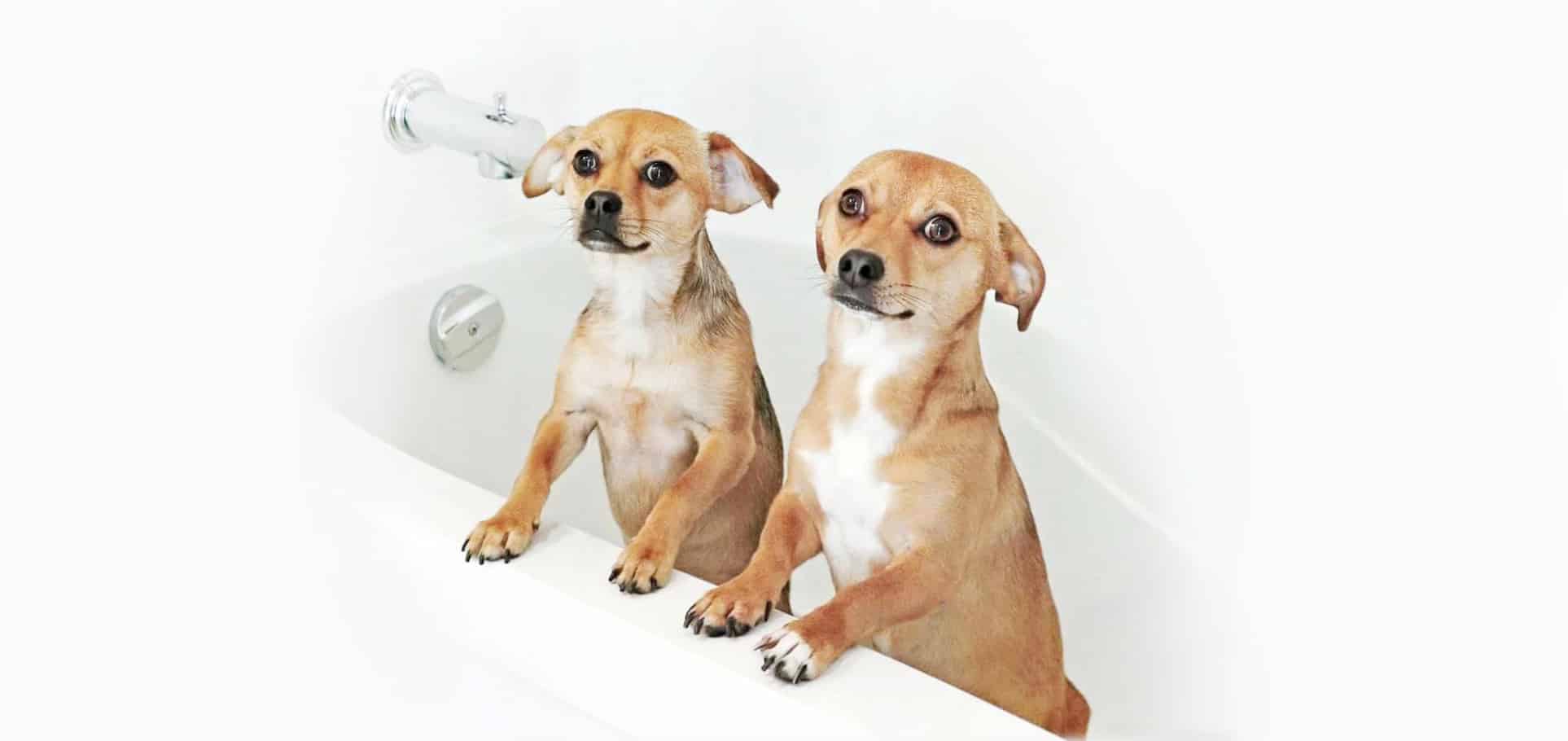 Dog Grooming 101: Must Have Tools – Free Korean Dogs
