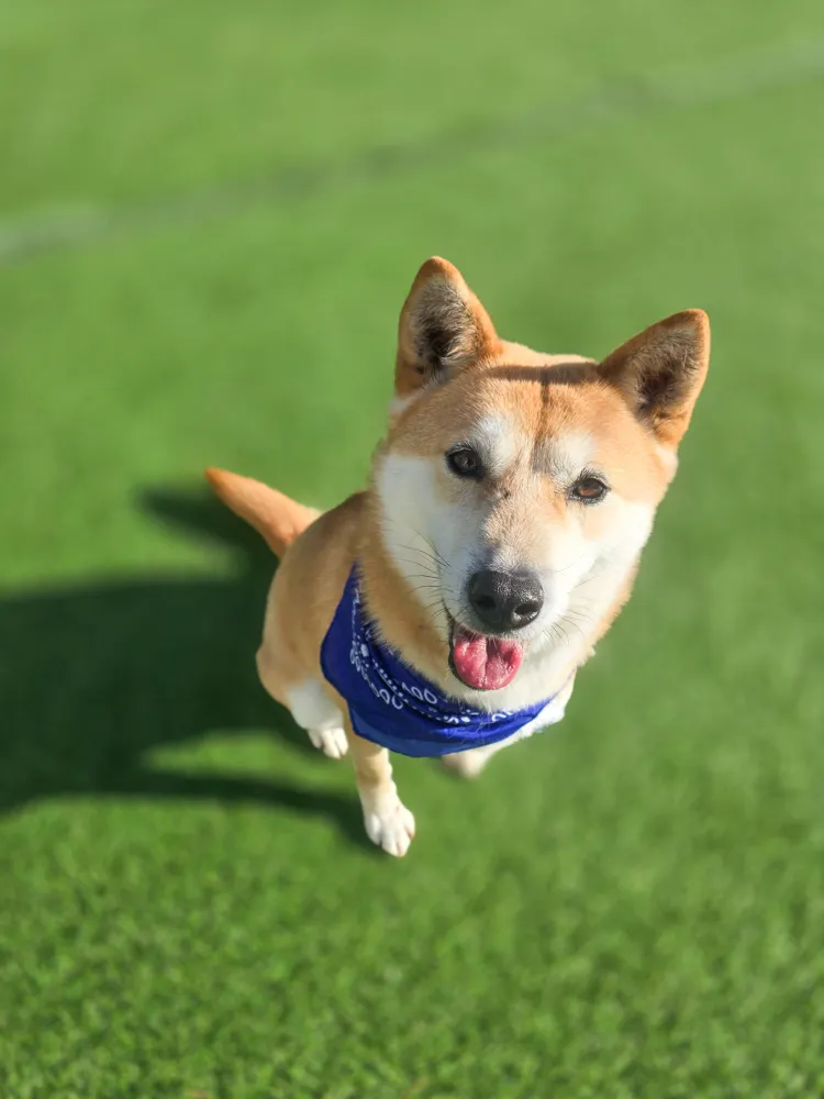 Gaga the Gentle Rescue Dog Looking for a Home