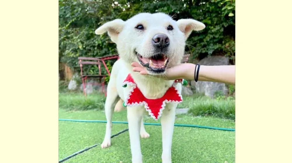 Adopt Gigi, an adorable Korean rescue dog