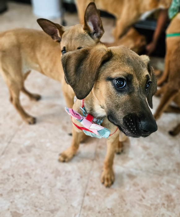 Adopt Hanee, an adorable Korean rescue dog