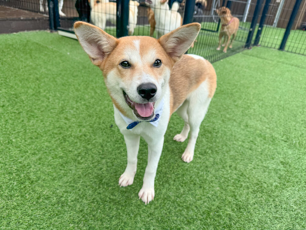 Hena – Gentle Rescue Dog Ready for Adoption