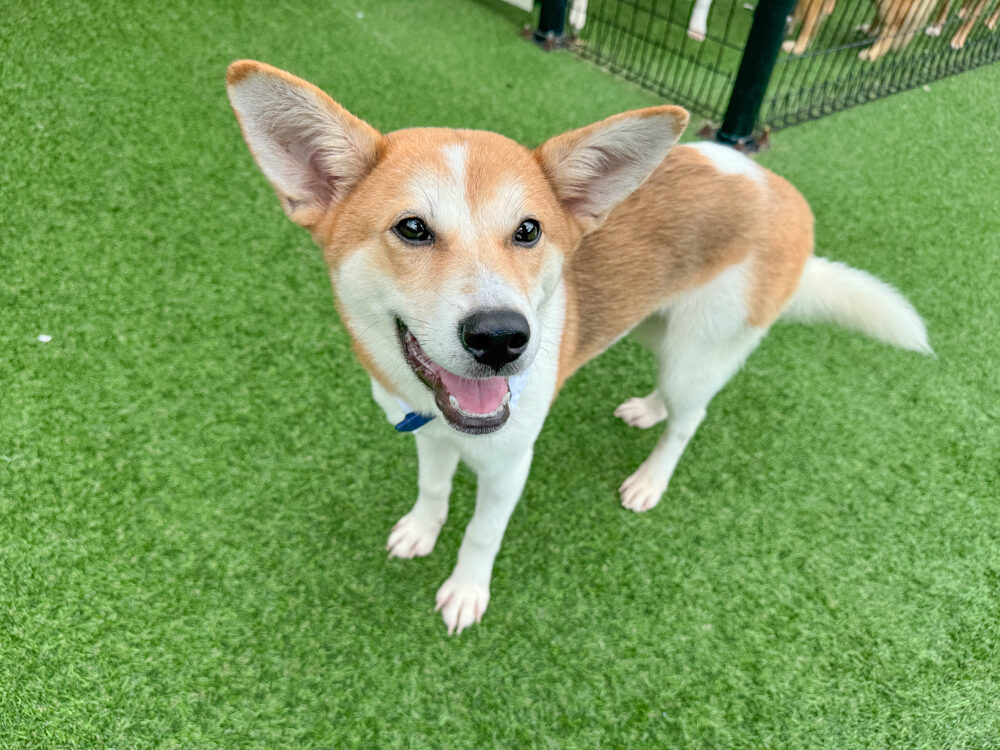 Hena – Gentle Rescue Dog Ready for Adoption