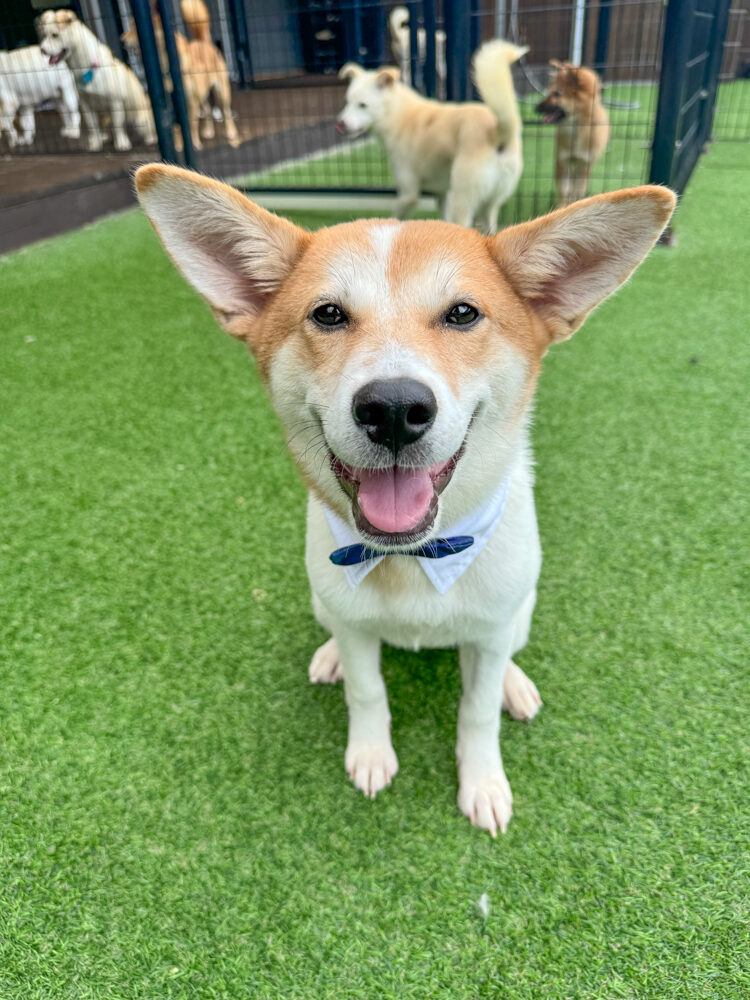 Hena – Gentle Rescue Dog Ready for Adoption
