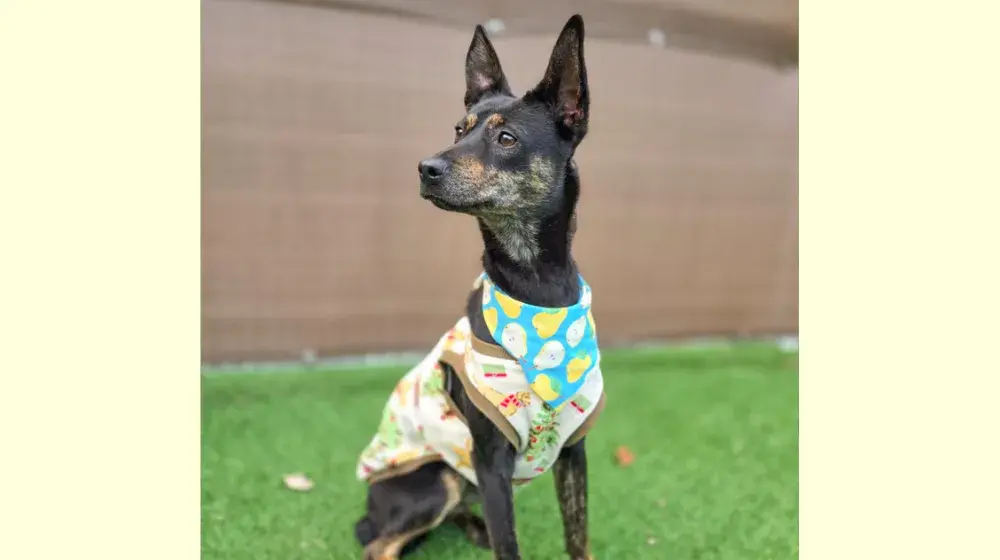Sweet and Playful Rescue Dog Jena for Adoption