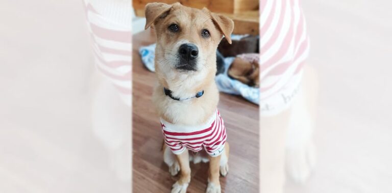 Jerry – Free Korean Dogs