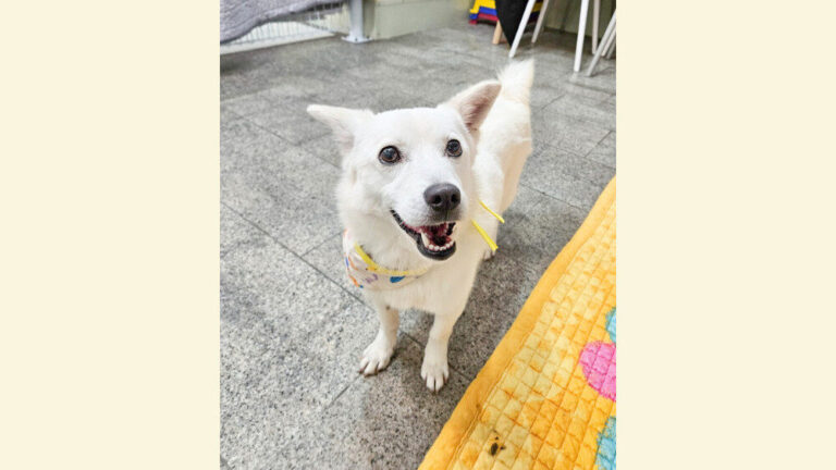 Adopt Jimmy, an adorable Jindo corgi mix