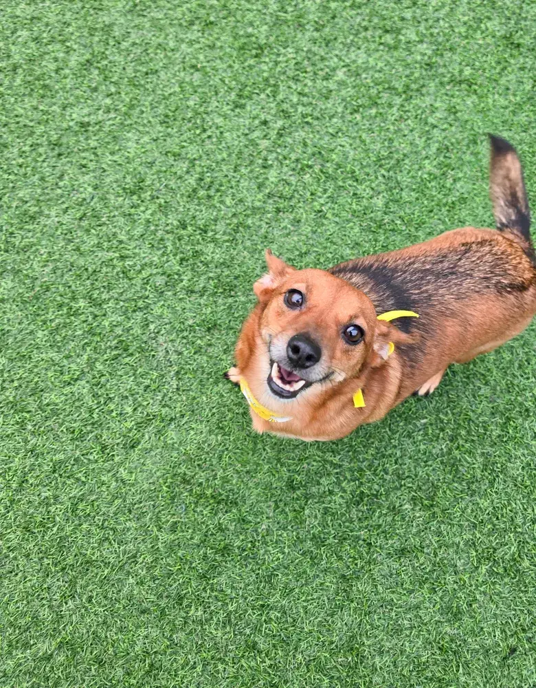 Gentle and Loving Jini Looking for Her Forever Home.