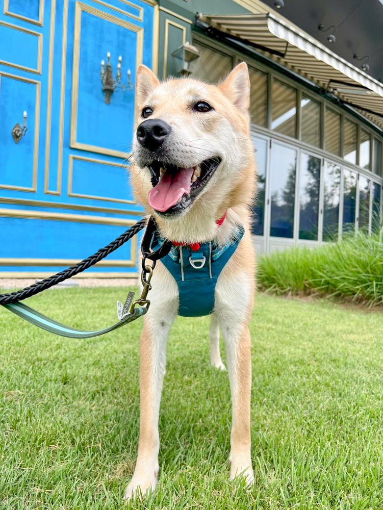 Adopt Johnnie An Adorable Korean Jindo Rescue Dog