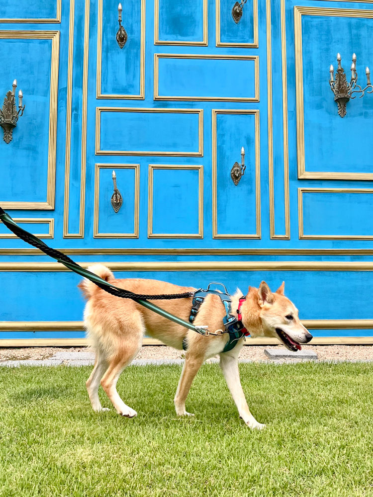 Adopt Johnnie An Adorable Korean Jindo Rescue Dog