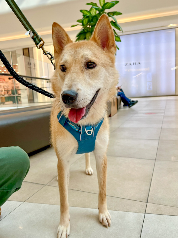 Adopt Johnnie An Adorable Korean Jindo Rescue Dog
