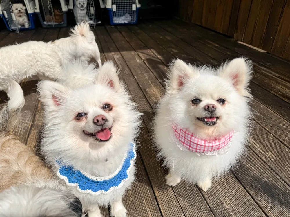 Juhee the Gentle Rescue Dog Looking for Home