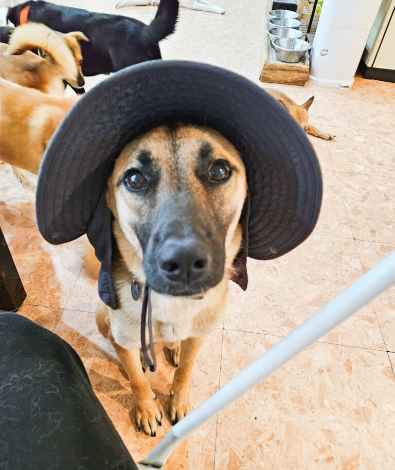 Adopt Jupiter, adorable Korean rescue dog