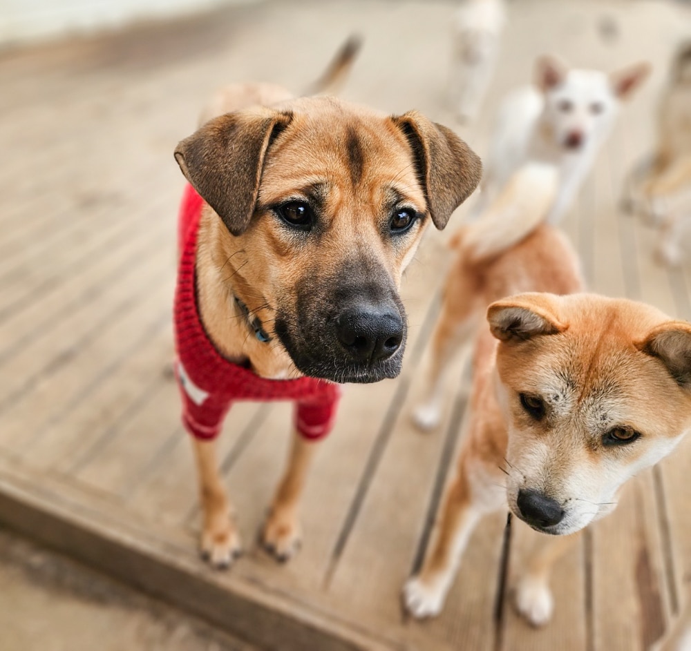 Adopt Mars, adorable Korean rescue dog