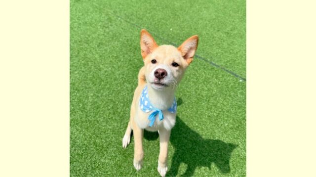 Mandoo – Gentle & Loving Dog for Adoption - Free Korean Dogs