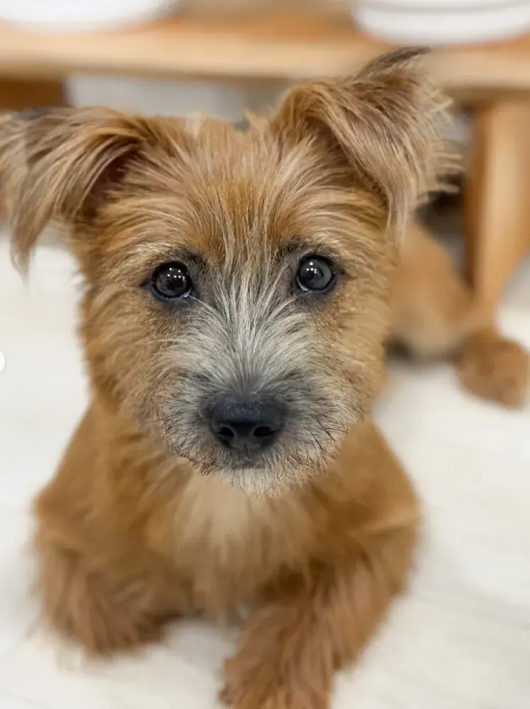 Adopt Mars, Affectionate Puppy Ready for Home