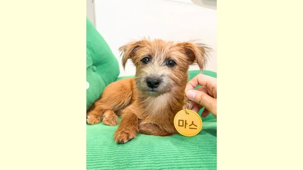 Adopt Mars, Affectionate Puppy Ready for Home
