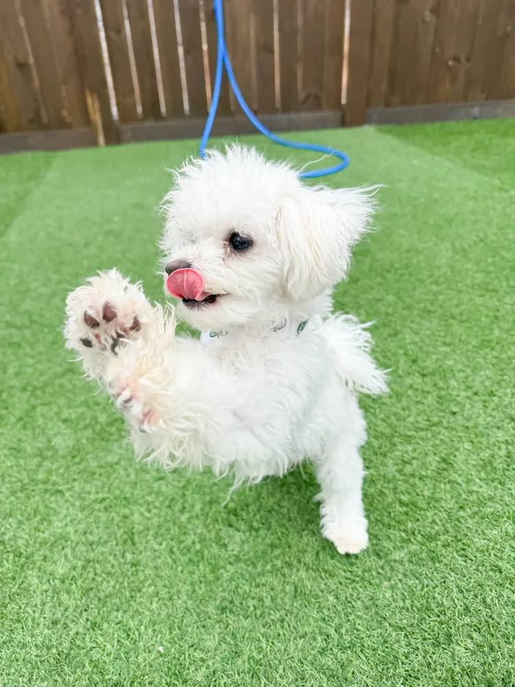 Adopt Milk Friendly Rescue Dog