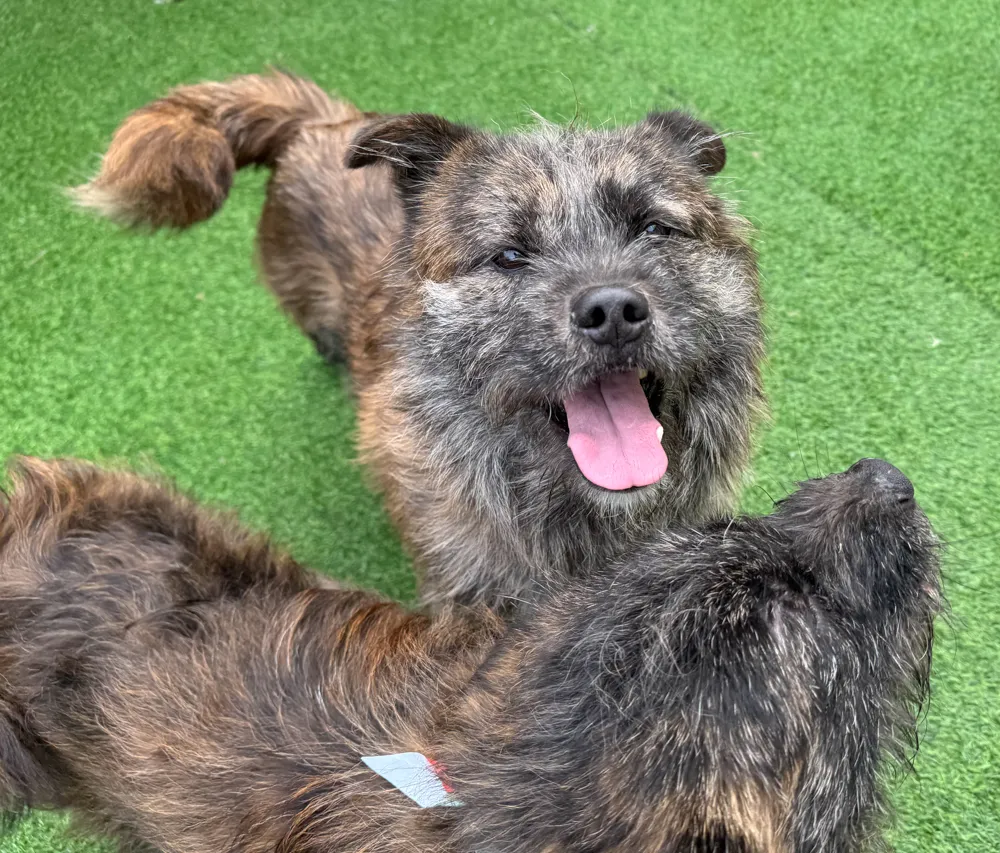 Monty the Sweet Rescue Boy Looking for a Home.