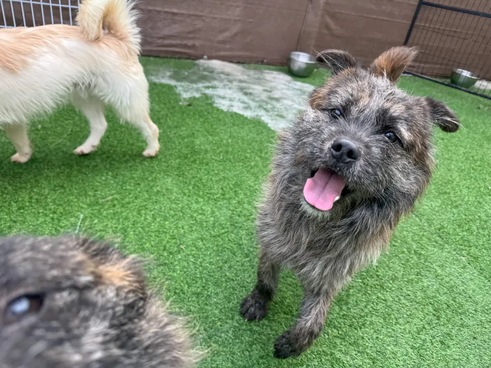 Monty the Sweet Rescue Boy Looking for a Home.