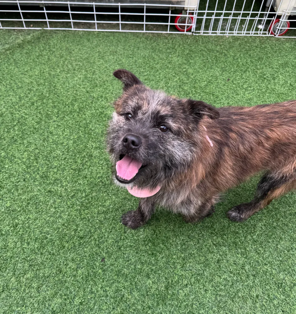 Monty the Sweet Rescue Boy Looking for a Home.