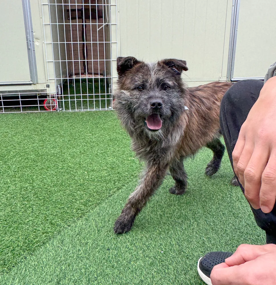 Monty the Sweet Rescue Boy Looking for a Home.