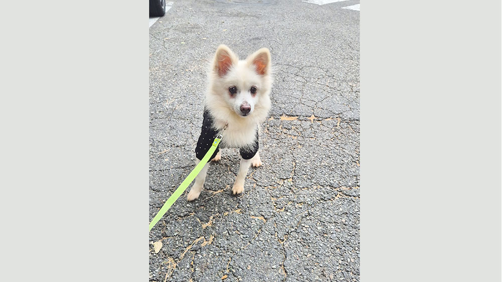 Free Korean Dogs – End the dog meat trade