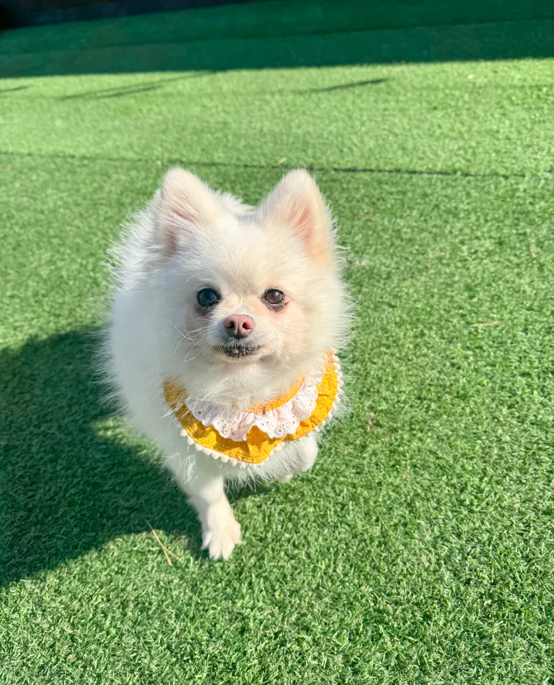 Peeko Gentle Quiet Rescue Dog Seeking Calm Home