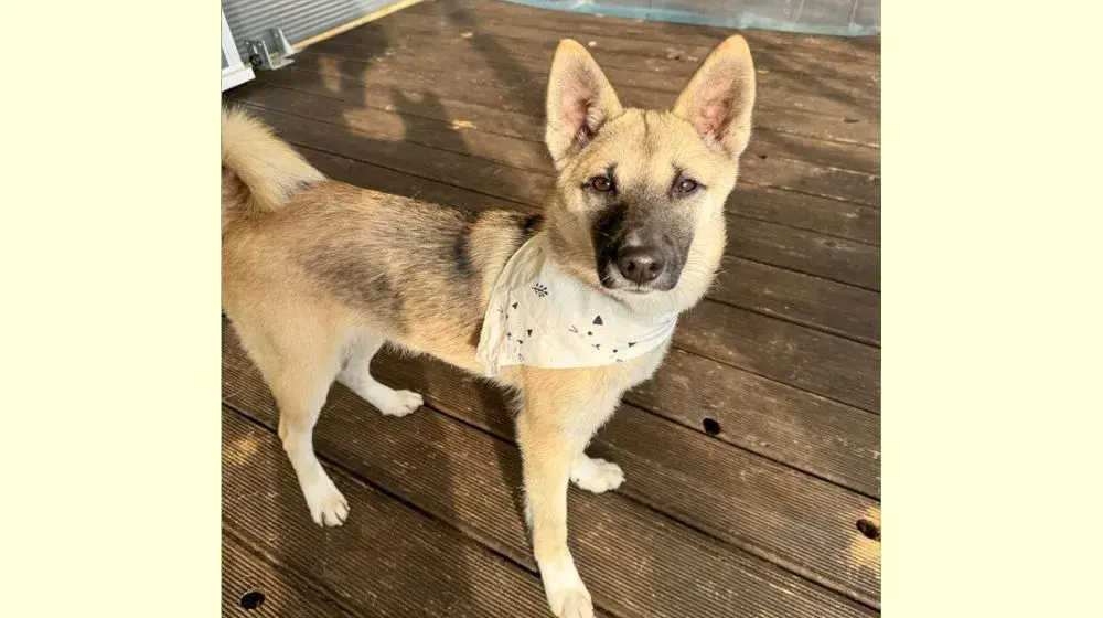 Friendly Loving Pipin Ready for His Forever Home.