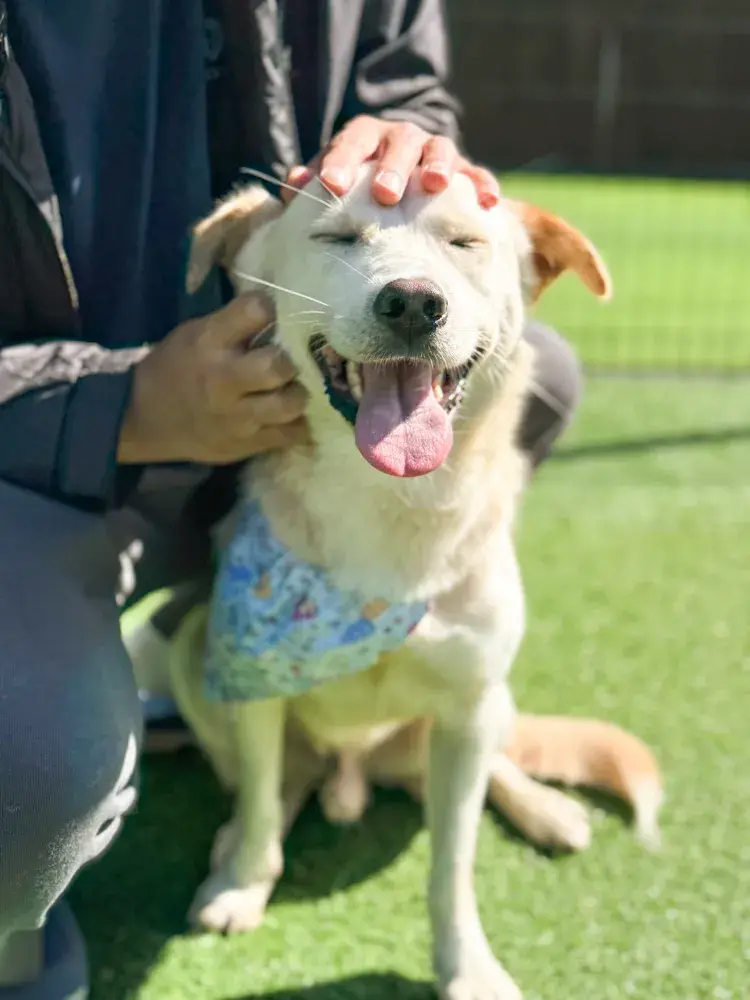 Adopt Prince, Adorable Friendly Rescue